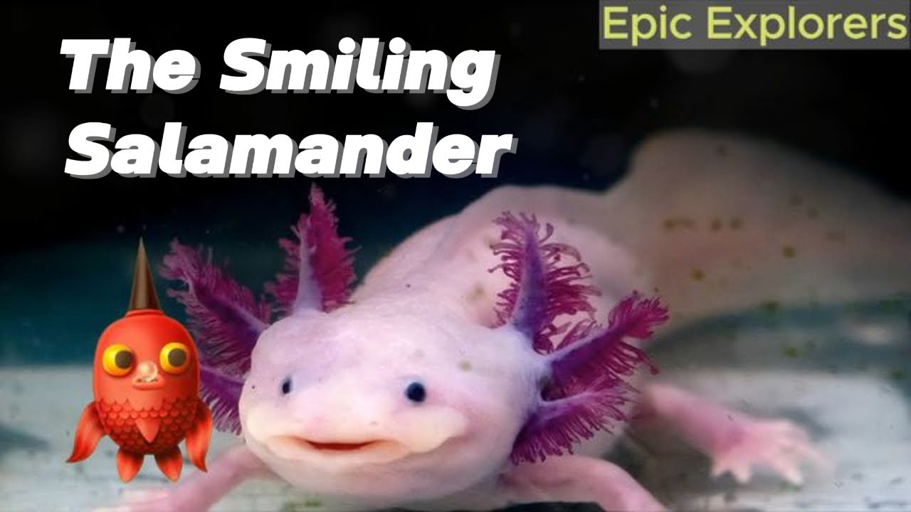 "Axolotl Adventures: The Smiling Salamander!" - YouTube
