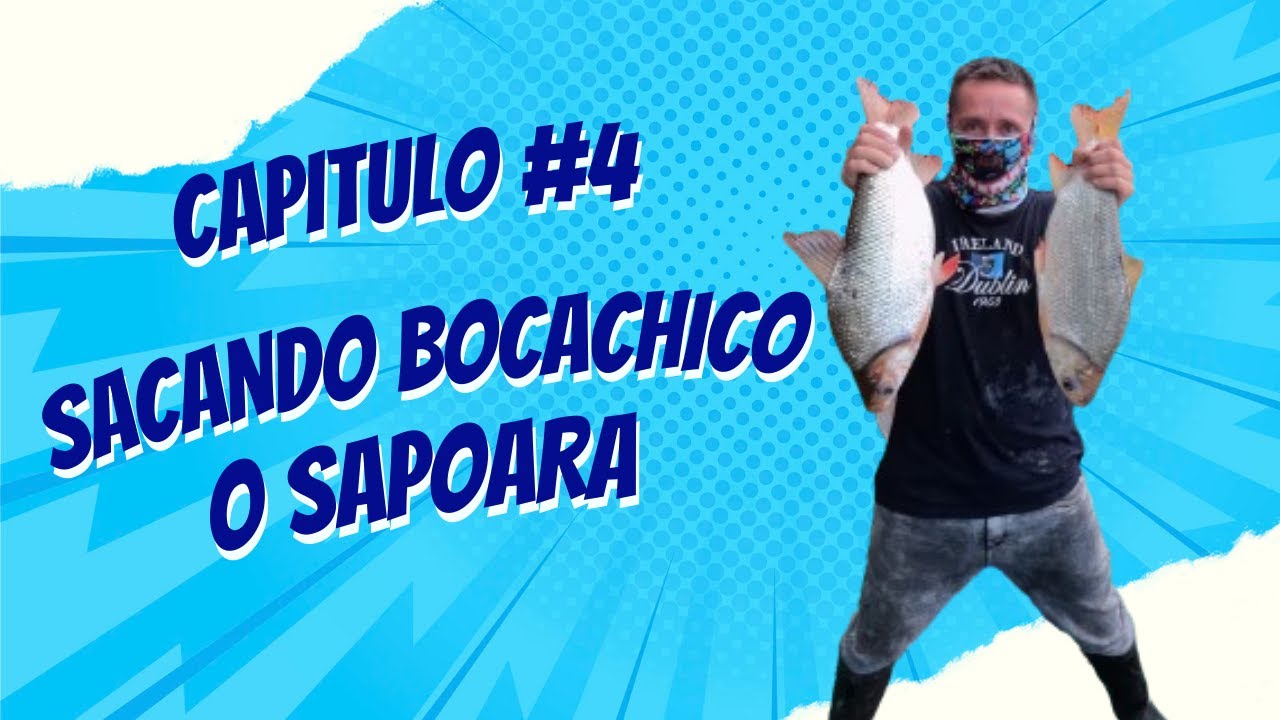 Sacando Bocachico (Sapoara: una especie única y exclusivamente del Rio ...