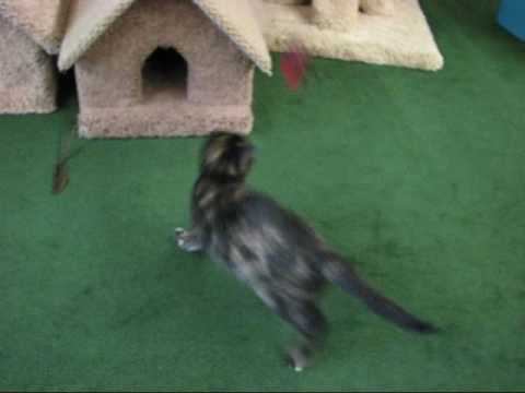 CatTamboo twist and fart.wmv