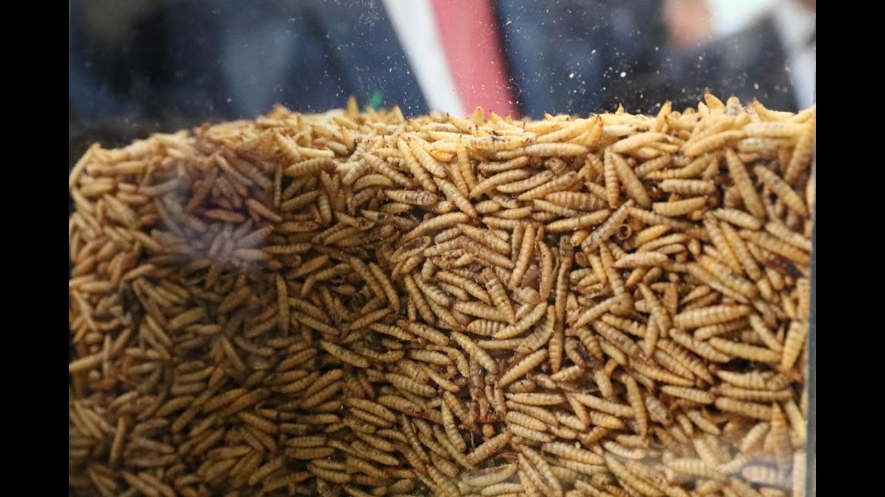 World’s Largest Insect Protein Farm Signals Future Of Food Supply - YouTube