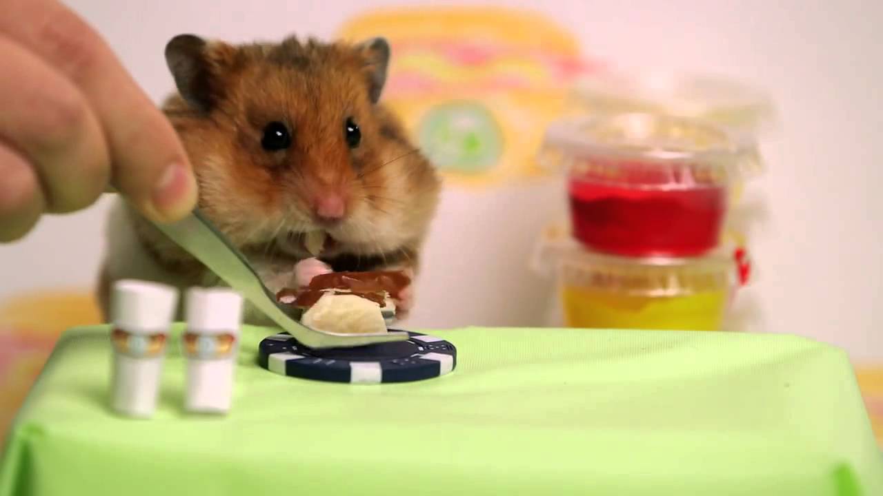 хомяк против человека hamster vs.human - YouTube