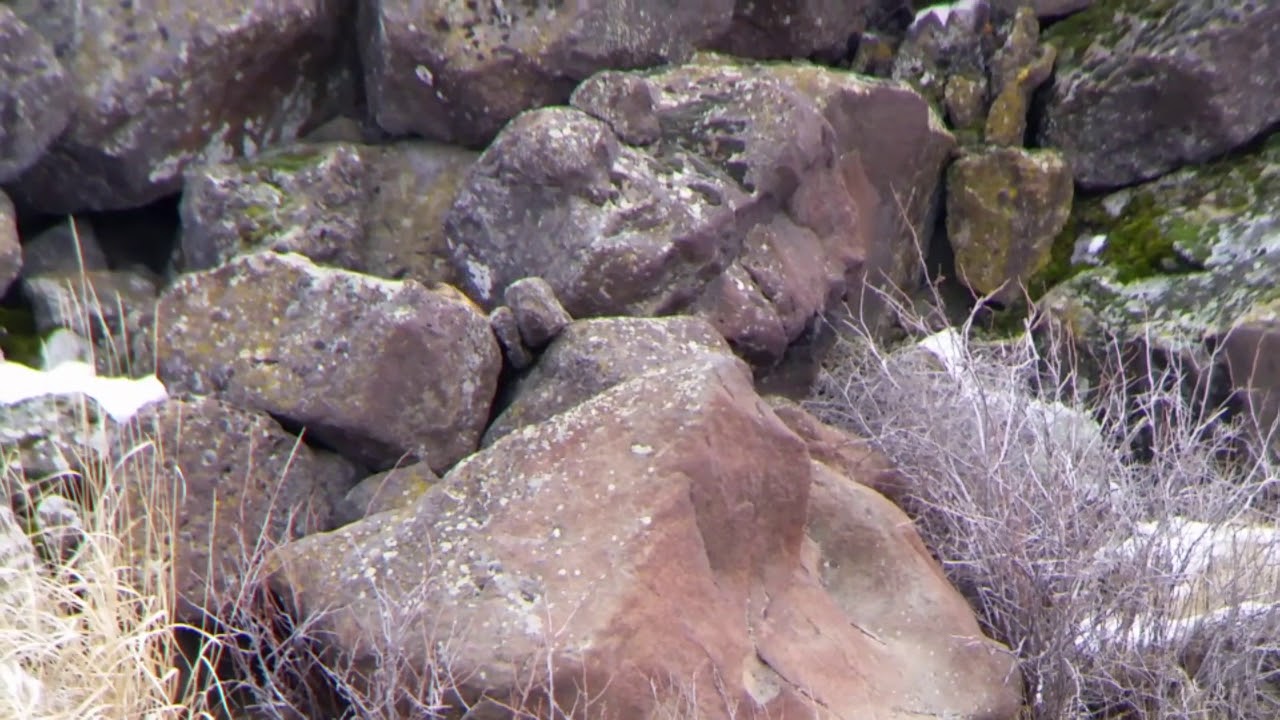 2018 Rock Chuck Hunting 1, Trial run - YouTube