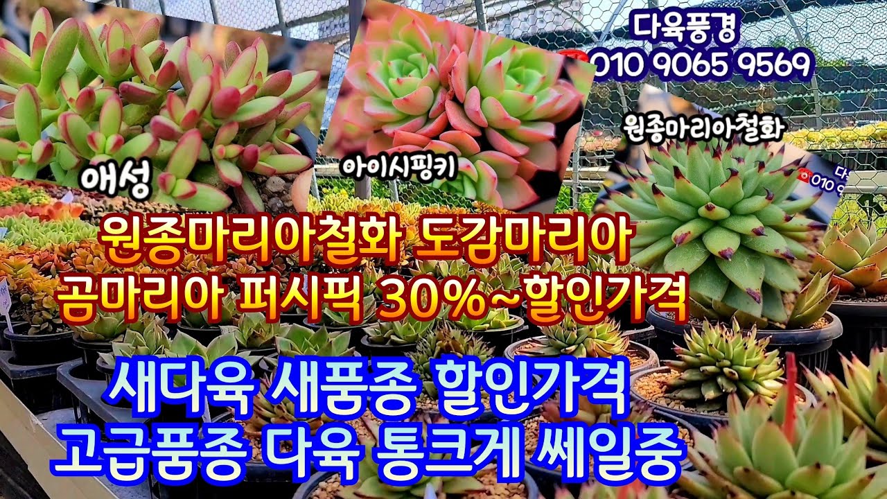 새다육 새품종 소식 고급품종부터 빛감예쁜 군생들 착하게 할인된금액으로 구매하세요 도감마리아 원종마리아철화 최저가격 언성금 태양