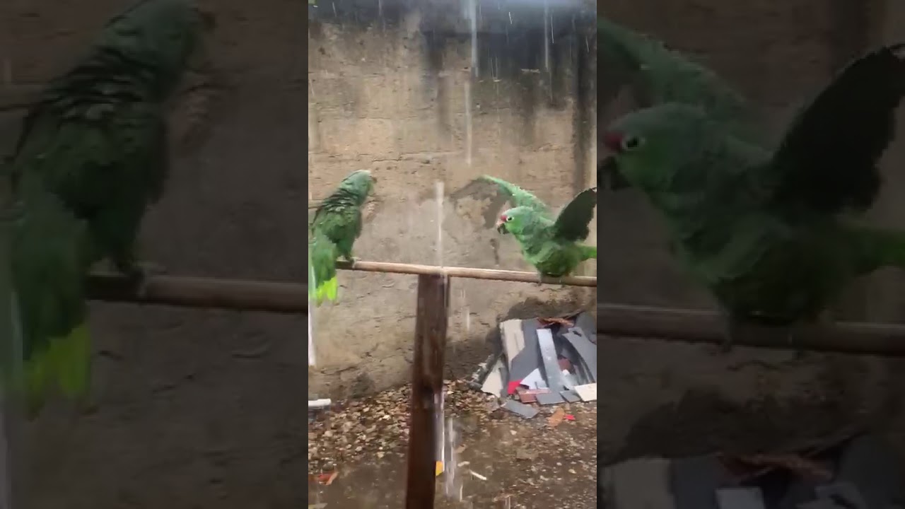 Loros hablando y cantando bajo la lluvia - YouTube