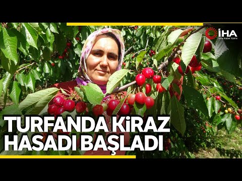 Turfanda Kiraz Çıktı: İlk hasatlar Norveç, Almanya ve Rusya'ya