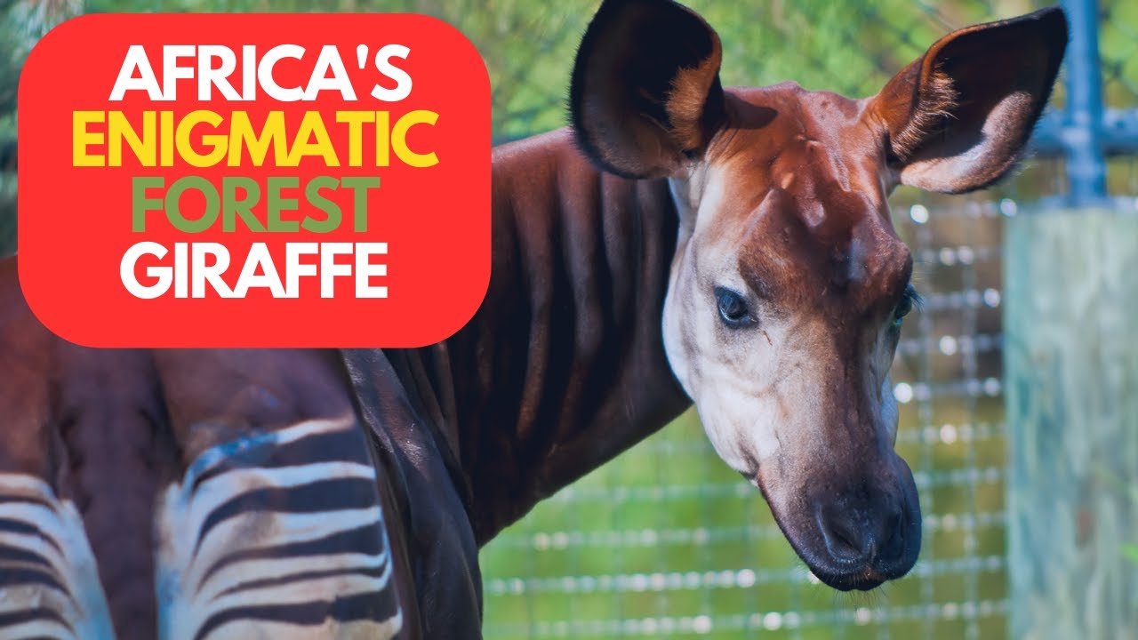 : Discovering the Okapi - YouTube