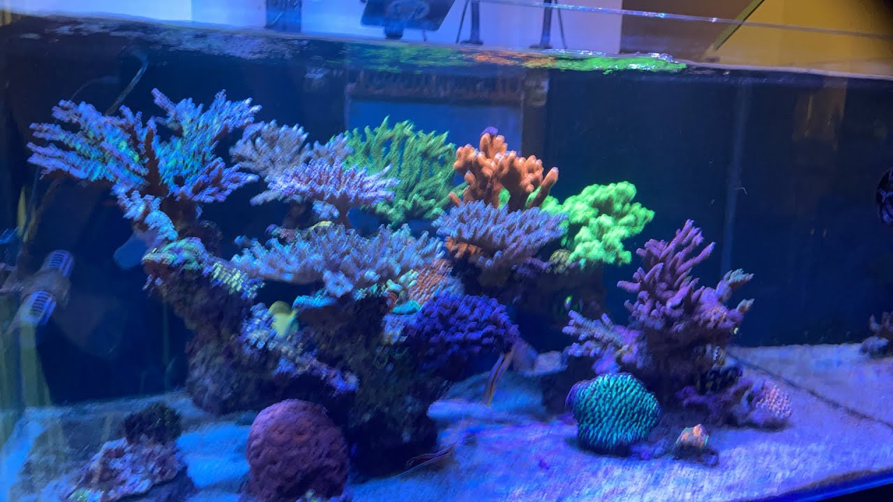 Reef and Dive está transmitindo ao vivo! - YouTube