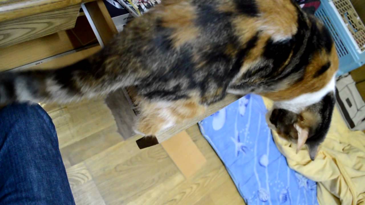 cat play with rope jumping up & down - YouTube
