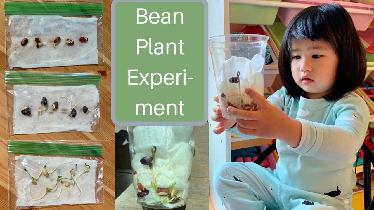 The Bean Plant Experiment For Kids | 小童豆類植物實驗 - YouTube