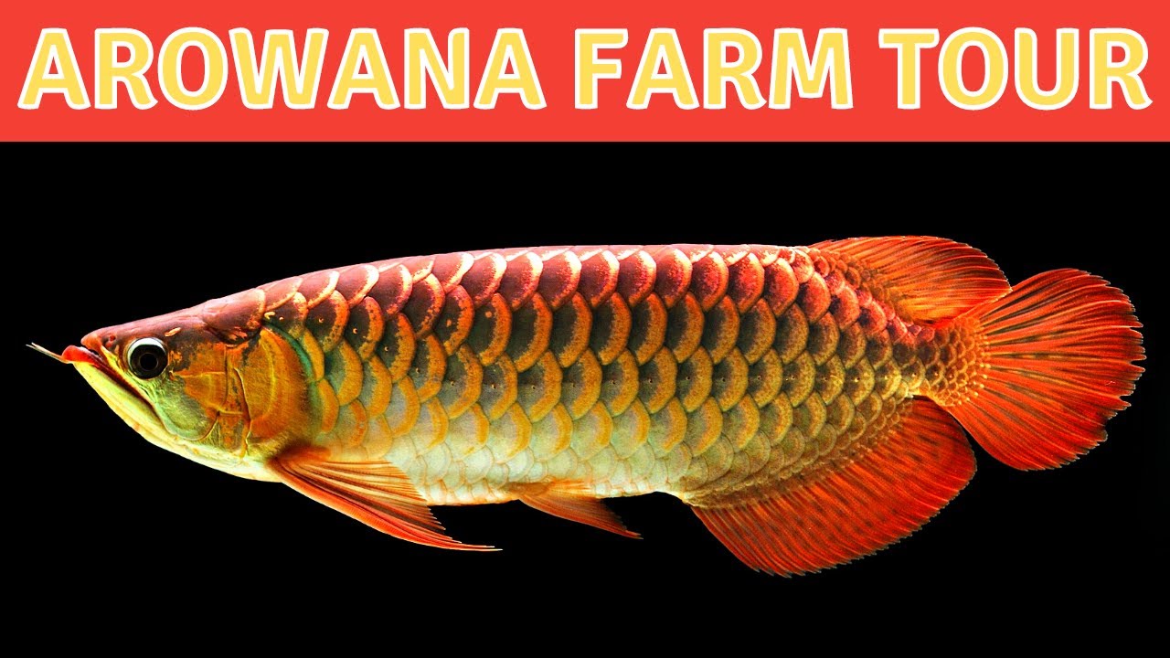 The End of Asian Arowana Fish Farming in Singapore? Ho Li Tropical Fish ...