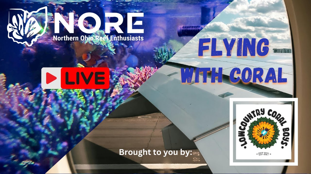 Taking Coral to New Heights: How to Fly with Coral Safely - YouTube