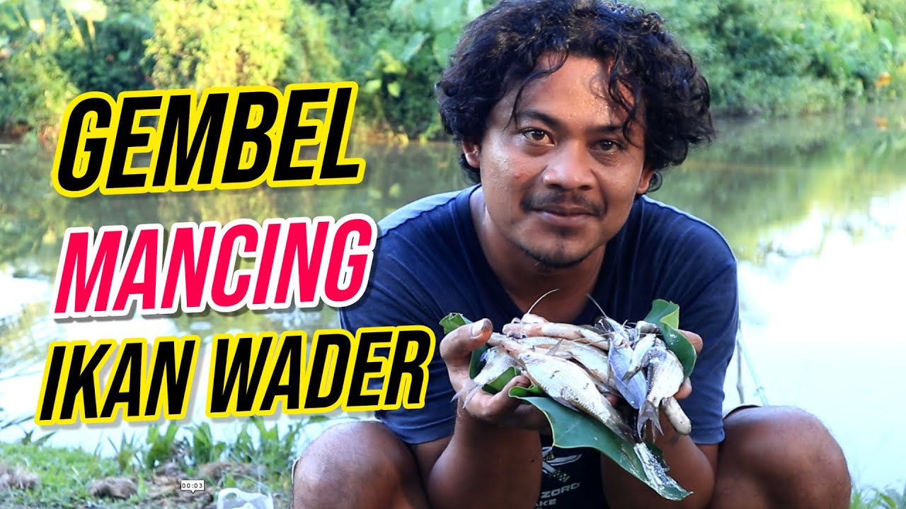 IKAN WADER GORENG GOSONG - YouTube