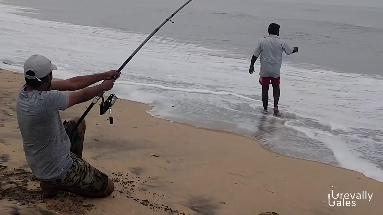 Surf Fishing for Sting Rays in Chennai - YouTube
