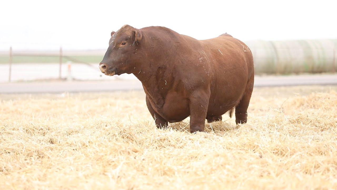 Duff Lot 14 - YouTube