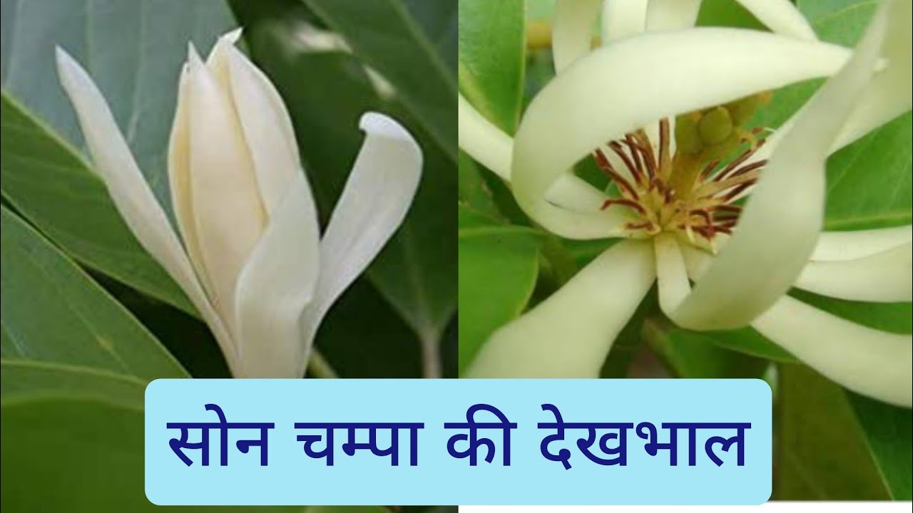 How to grow Son champa in your garden।। Tips and Care of SON CHAMPA ...