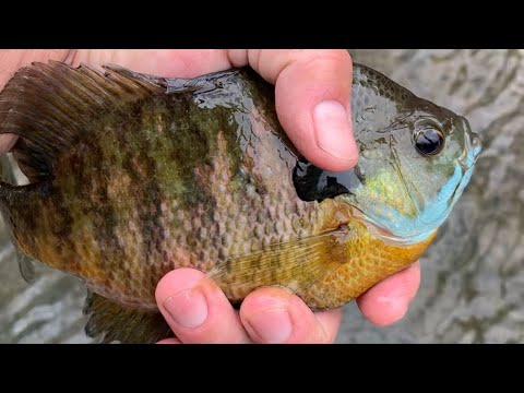 Why Are They Called Panfish? Discover the Surprising Reason ...
