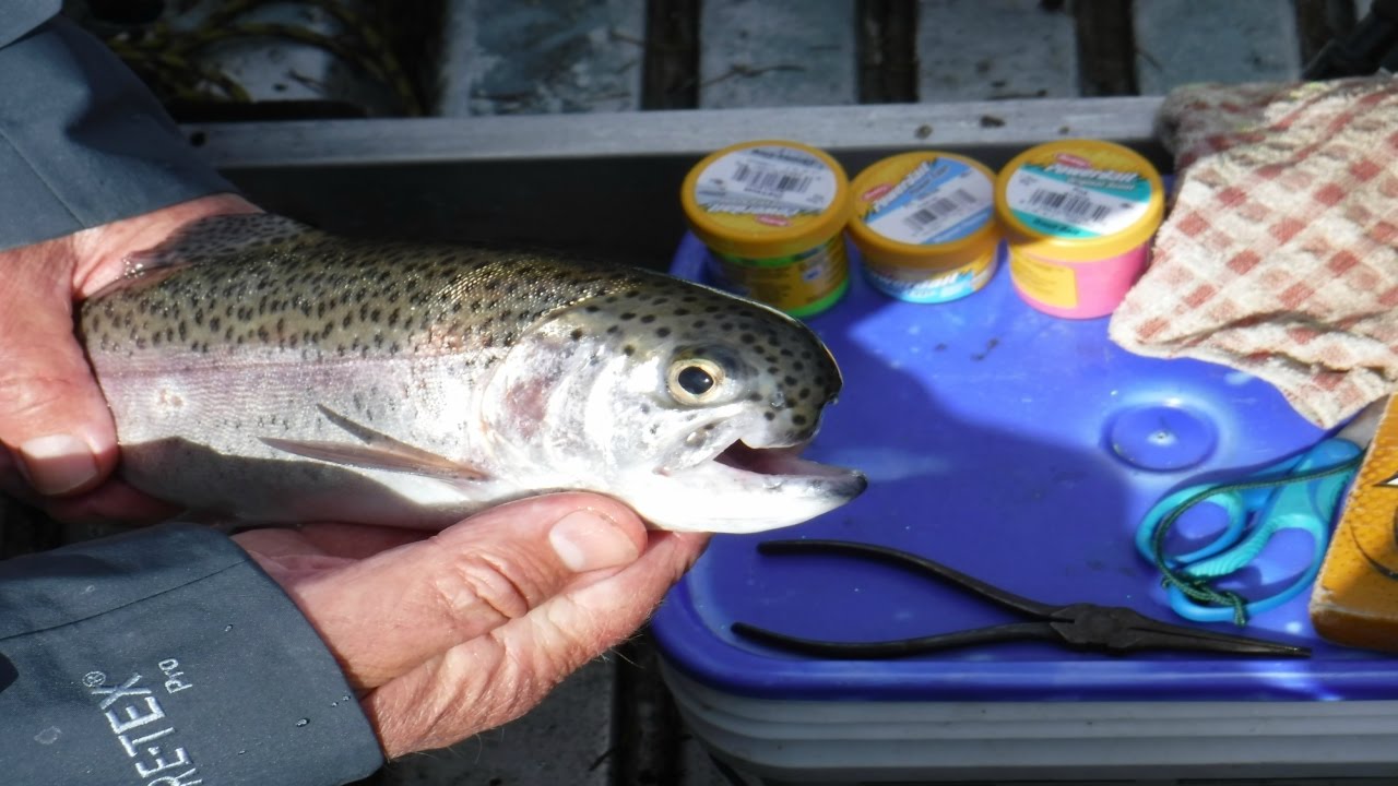 CATCHING MUTANT TROUT - YouTube