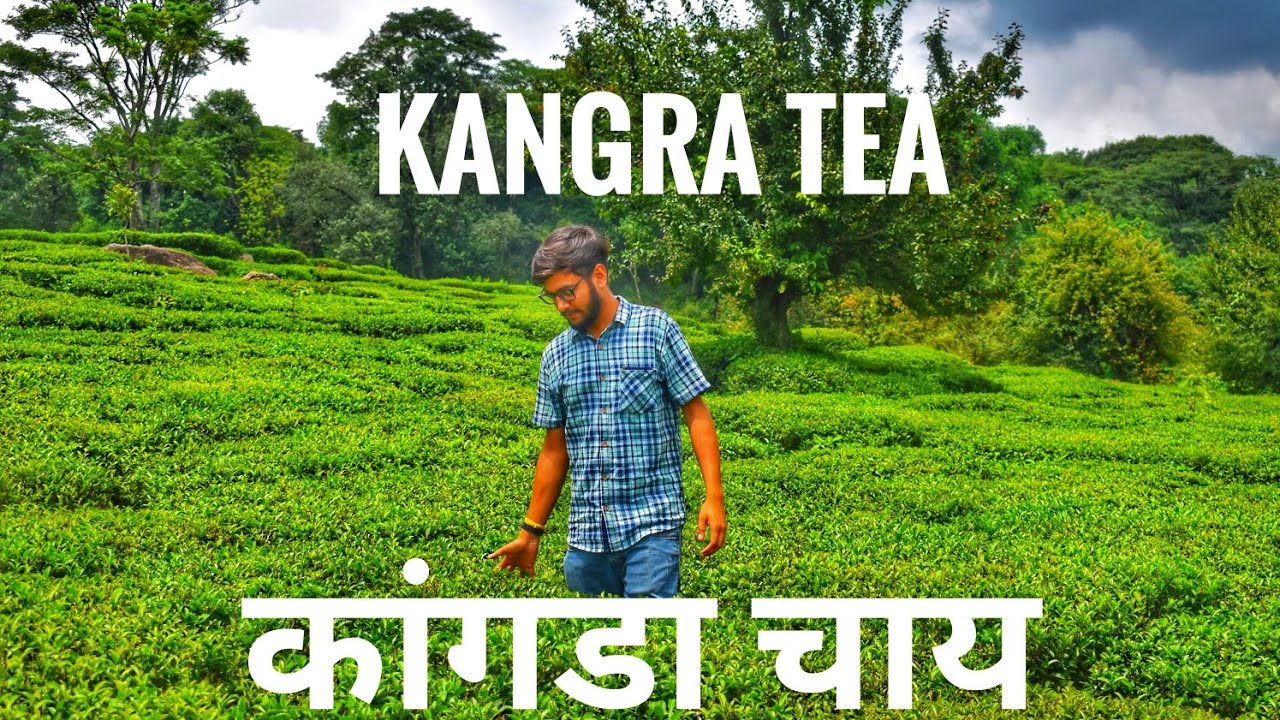 KANGRA TEA (कांगड़ा चाय)Natural Flavour ,Taste & Aroma |Tea processing ...