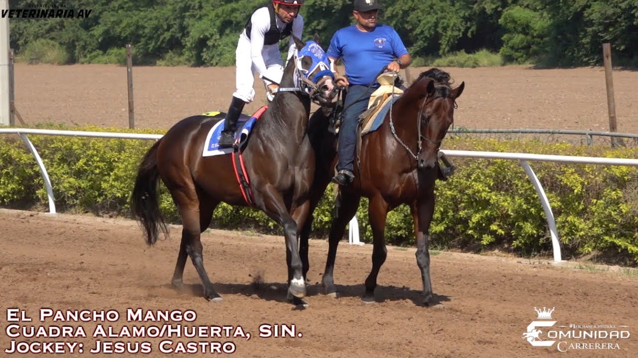 🔥Pancho Mango🥭🆚 Coronita 👑🔥 Futurity Aniversario. Fresno Hipodromo, SIN ...