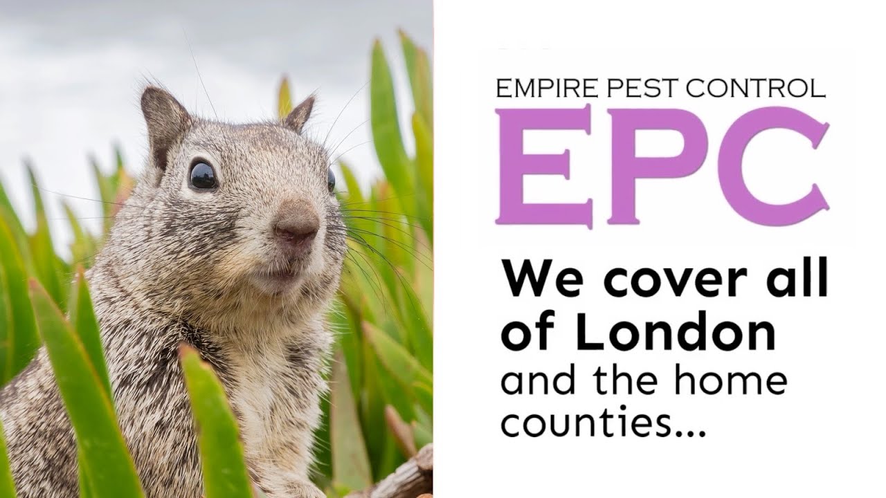 SQUIRREL CONTROL LONDON UK ~ GET RID OF SQUIRRELS ~ EMPIRE PEST CONTROL ...