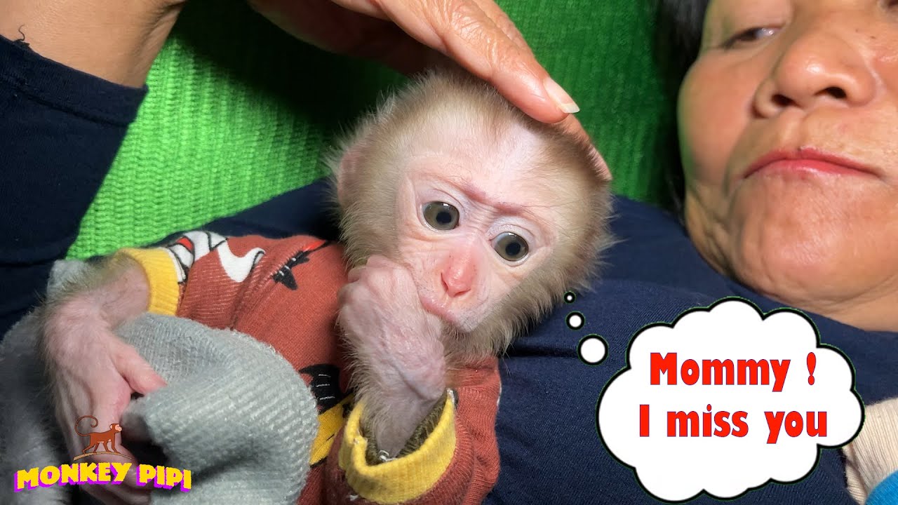 So Cute ! Baby monkey PiPi waits for his mother to come home - YouTube