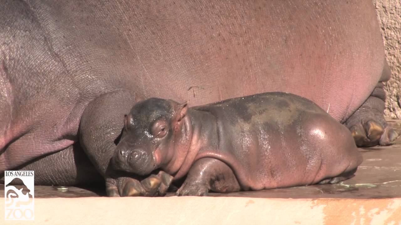Sleepy Baby Hippo Finds Perfect Pillow - YouTube