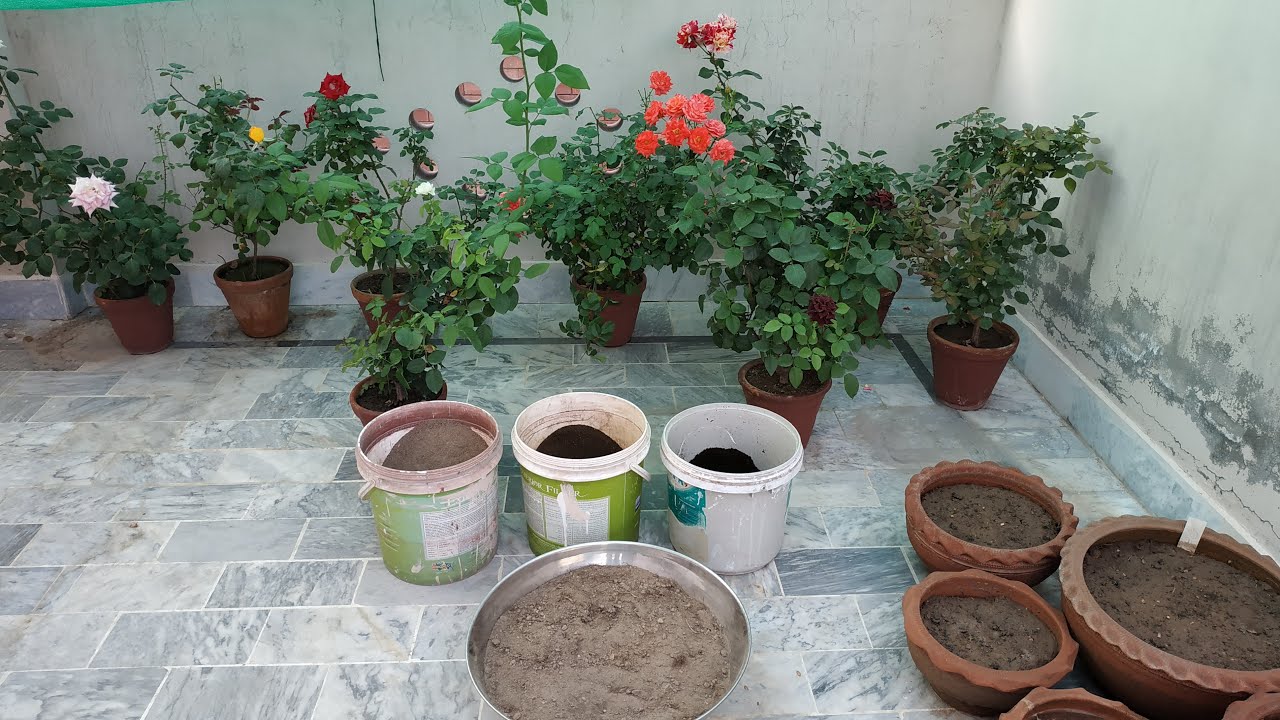 Rose Care | Episode 5 | Potting Mix | Growing Medium for Roses | Soil ...