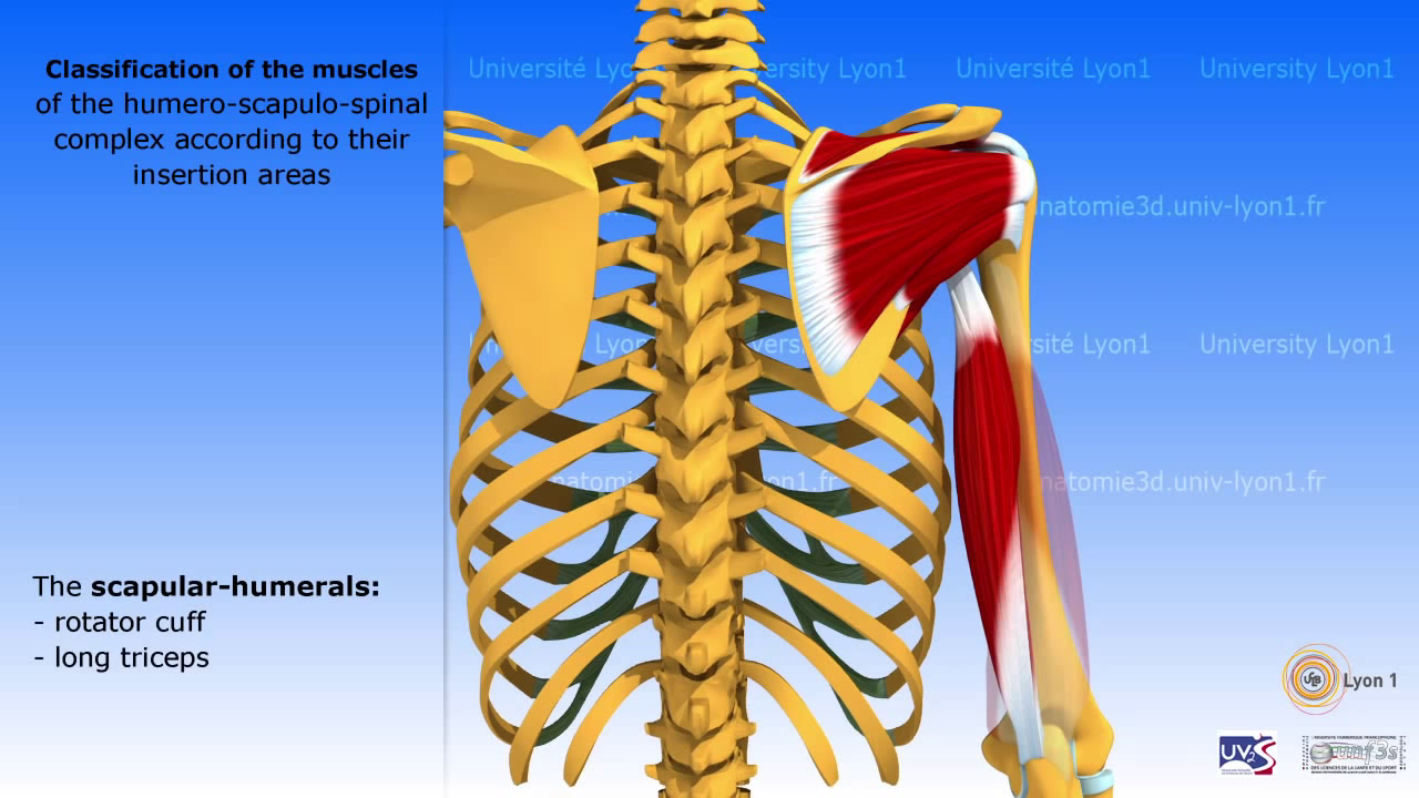 The Shoulder - YouTube