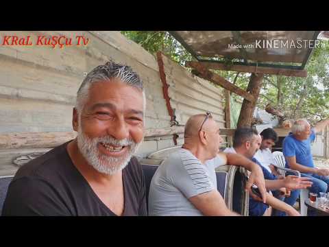 TAKLACI GÜVERCİN OYUN KUŞU ARAP TUNCAY KARA MAMBA