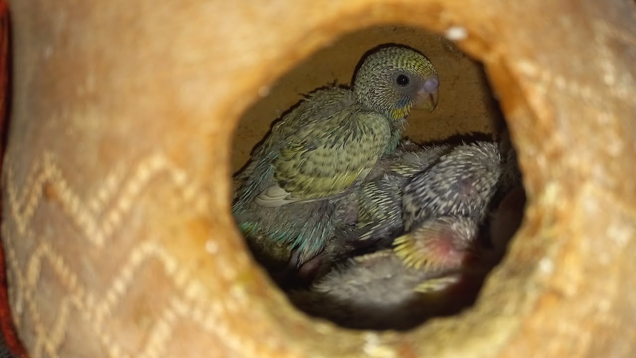 New born parrot🦜chicks growing up!! - YouTube