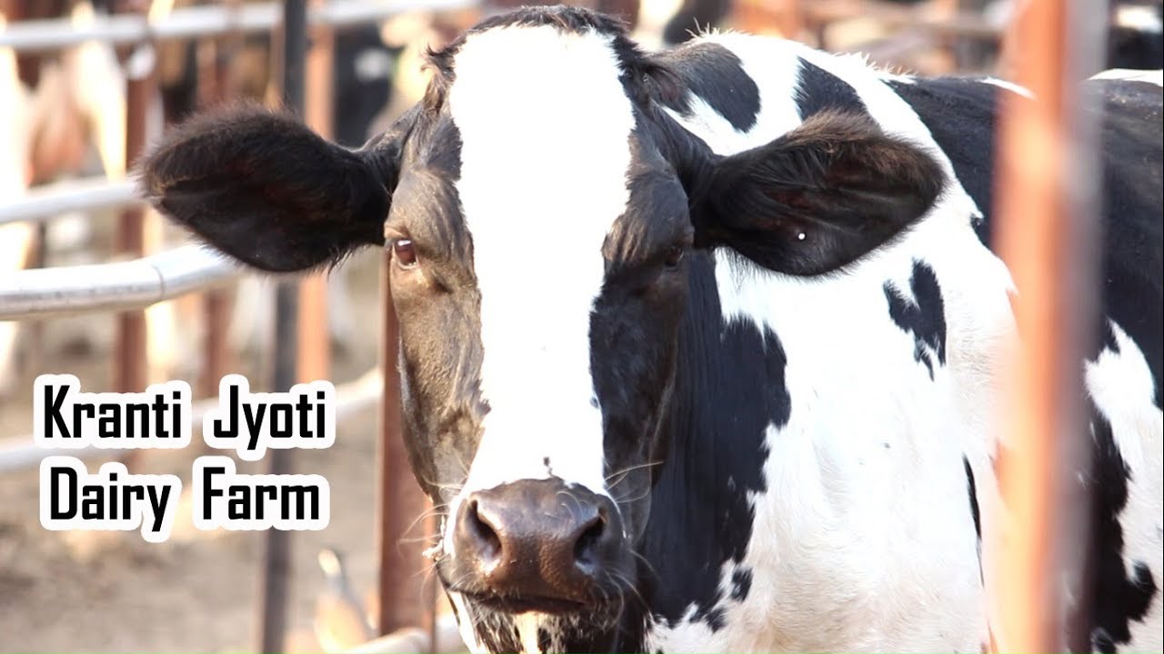 Kranti Jyoti Dairy Farm Dairy farm project in India गाई पालन महाराष्ट्र ...