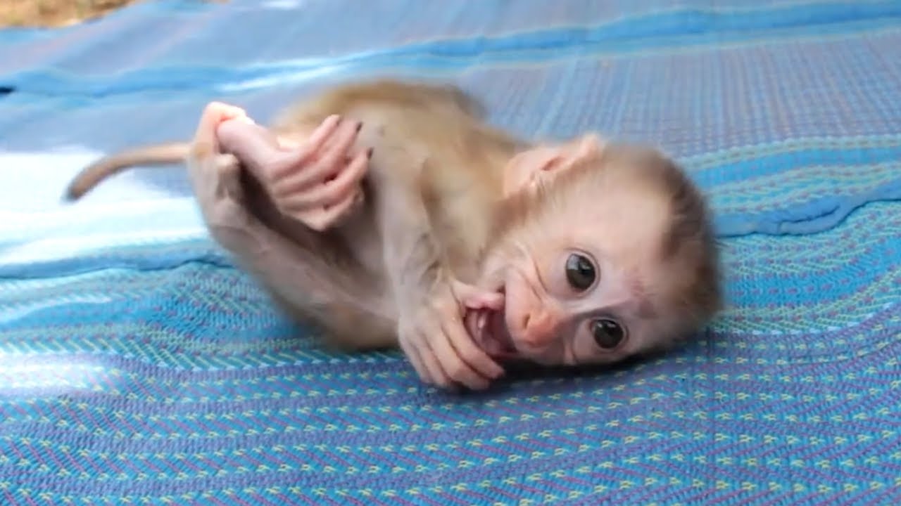 Cutest Baby Monkey Craing Moment Find Mom - YouTube