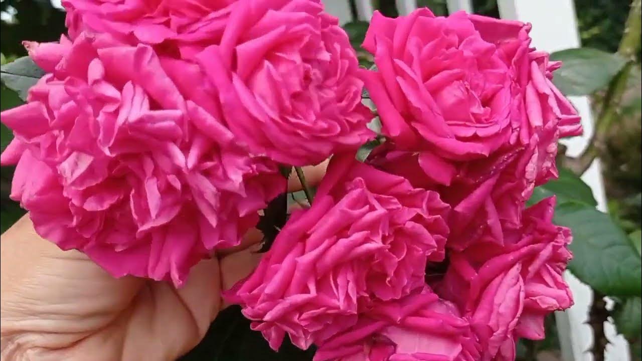 Самые АРОМАТНЫЕ РОЗЫ моего сада. - YouTube