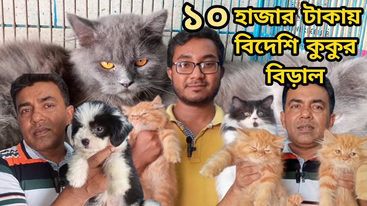 Katabon animal market in bangladesh|German Spitz| Lhasa Apso| Persian ...