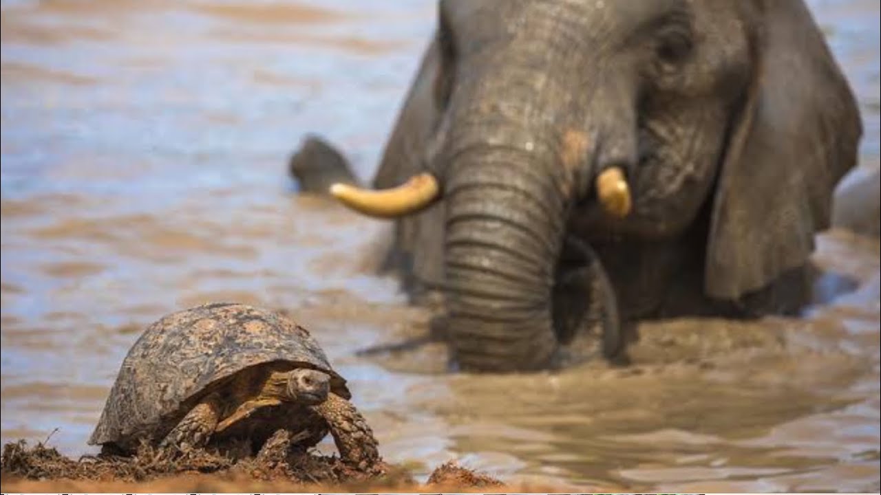 Elephant and turtle the great race. Story time. - YouTube