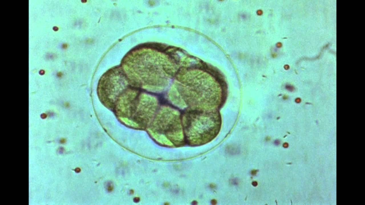 20. Echinoderm Development: Fertilization and Cleavage (Dendraster ...