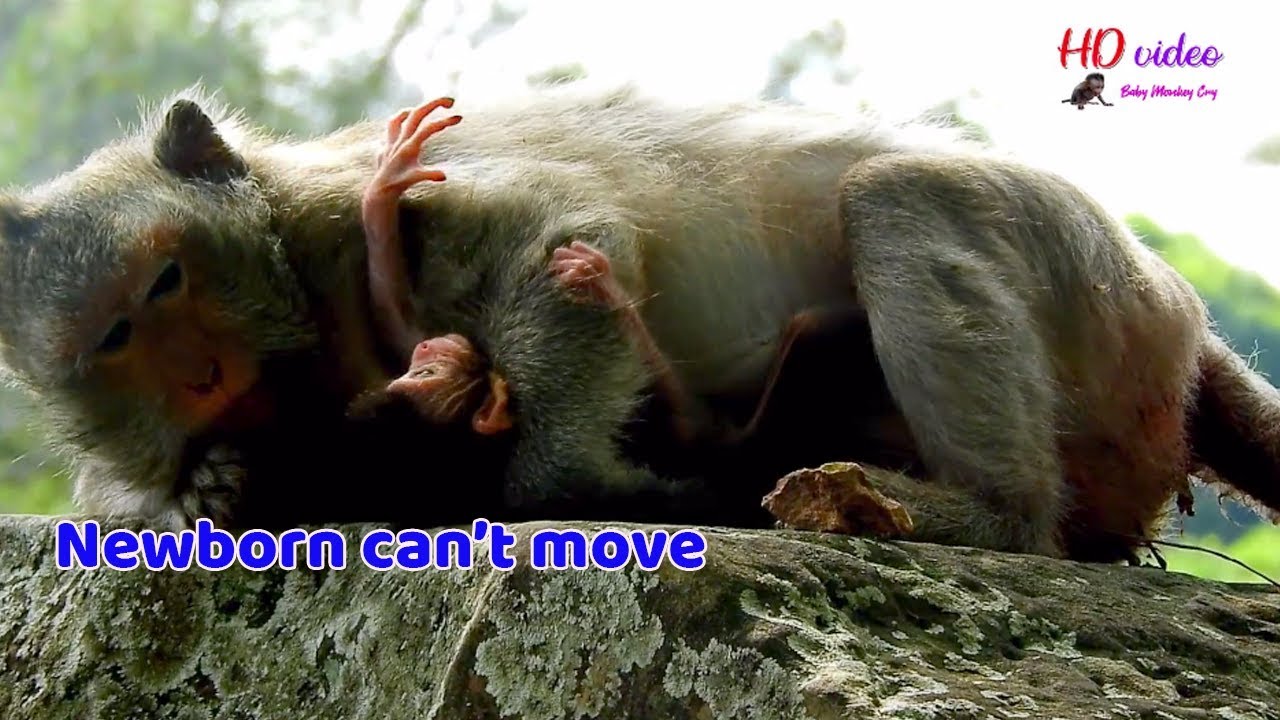 Pity newborn monkey Jayden was stuck under mom try move hard | Look ...