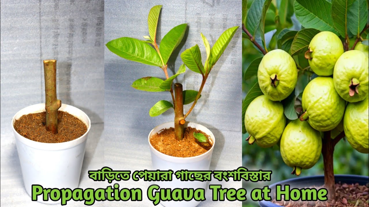 Propagate Guava tree from cutting | How to air layer Guava tree ...