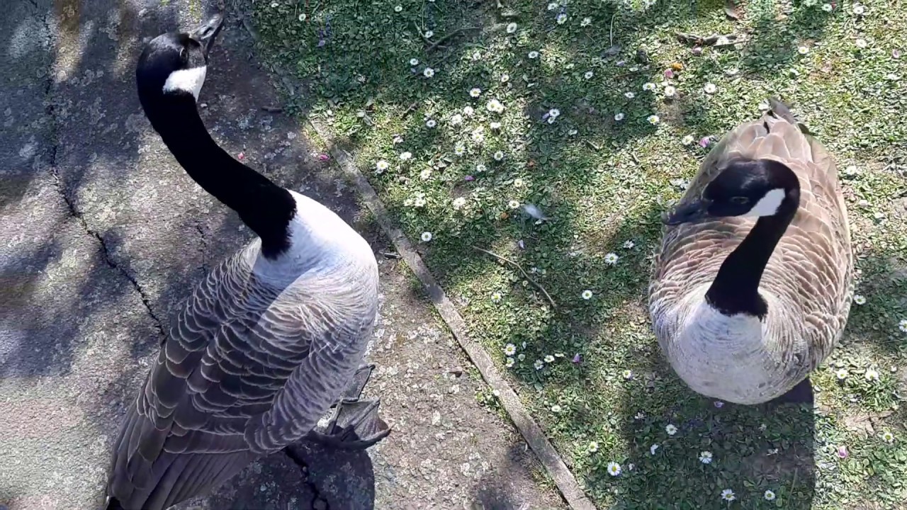 GEESE TALKING TO EACH OTHER ABOUT 'TERRITORIES' - YouTube