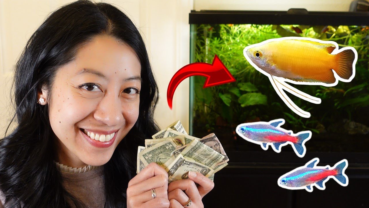 7 Money-Saving Tips for a Low Budget Fish Tank - YouTube