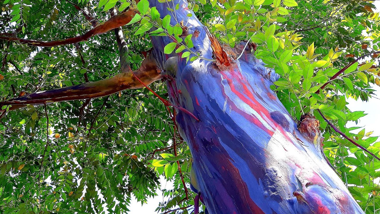 Eucalyptus deglupta | Rainbow Gum | Mindanao Gum - YouTube