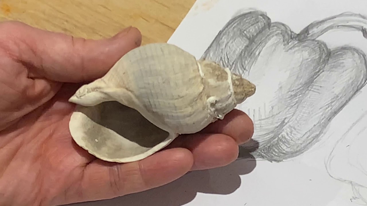 Tonal drawing pepper shell - YouTube