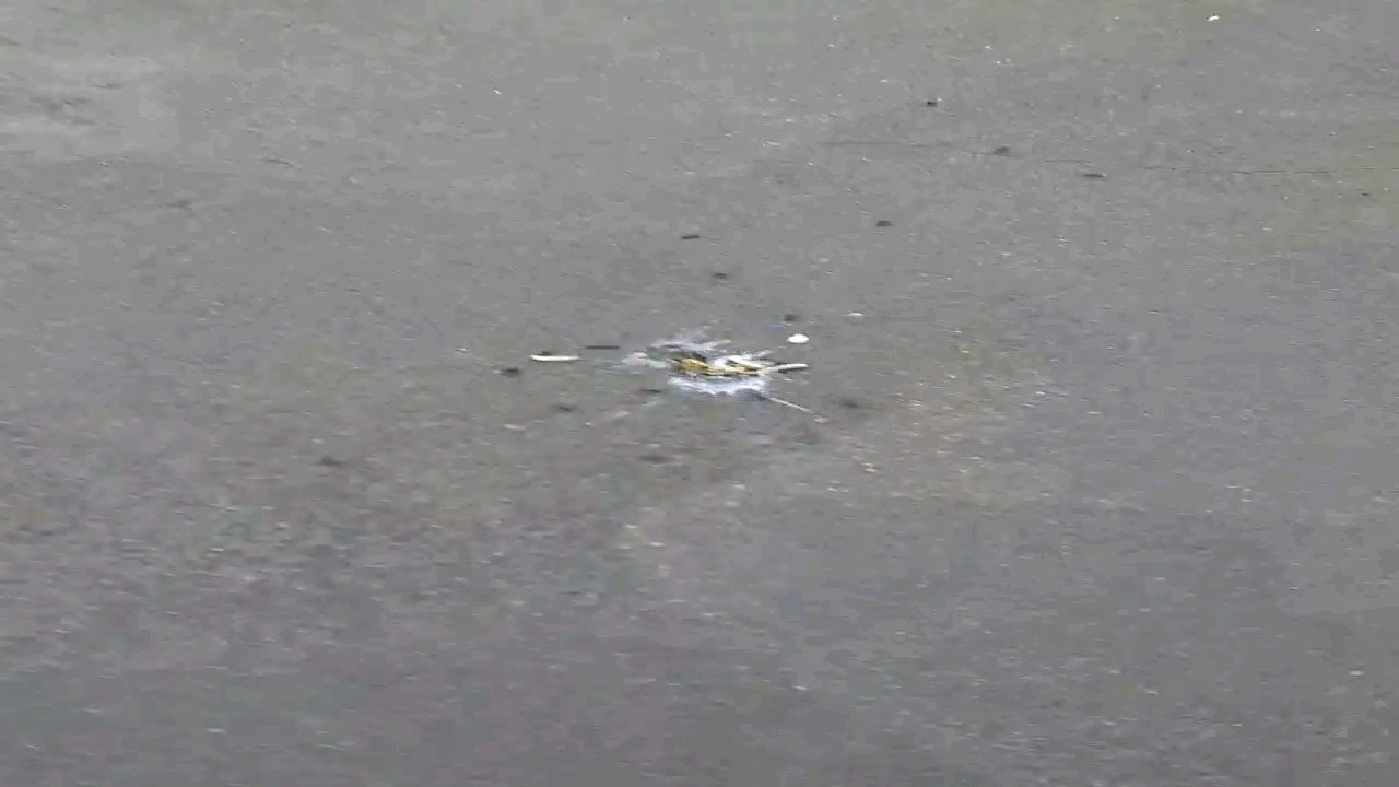 Ants Eating RICE from Birdpoo??!! - YouTube