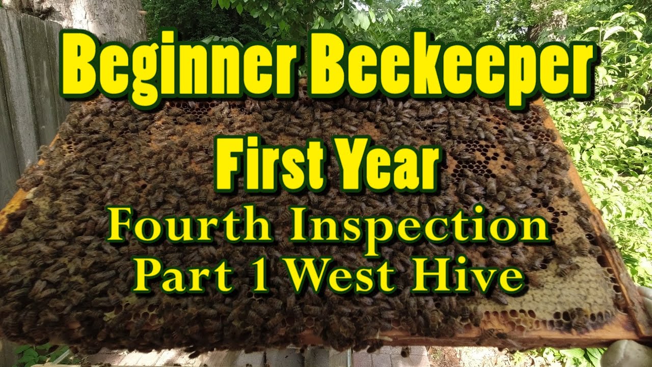 Beginner beekeeper - Fourth Hive Inspection - Part 1 West Hive ...