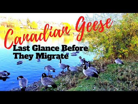CANADIAN GEESE | LAST GLANCE BEFORE THEY MIGRATE | FRANK $ ETTA WILD ...