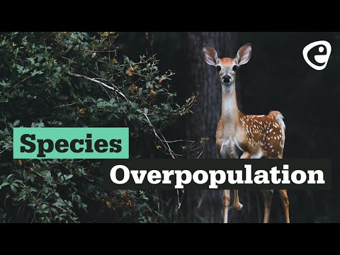 What Animals And Insects Are Overpopulated