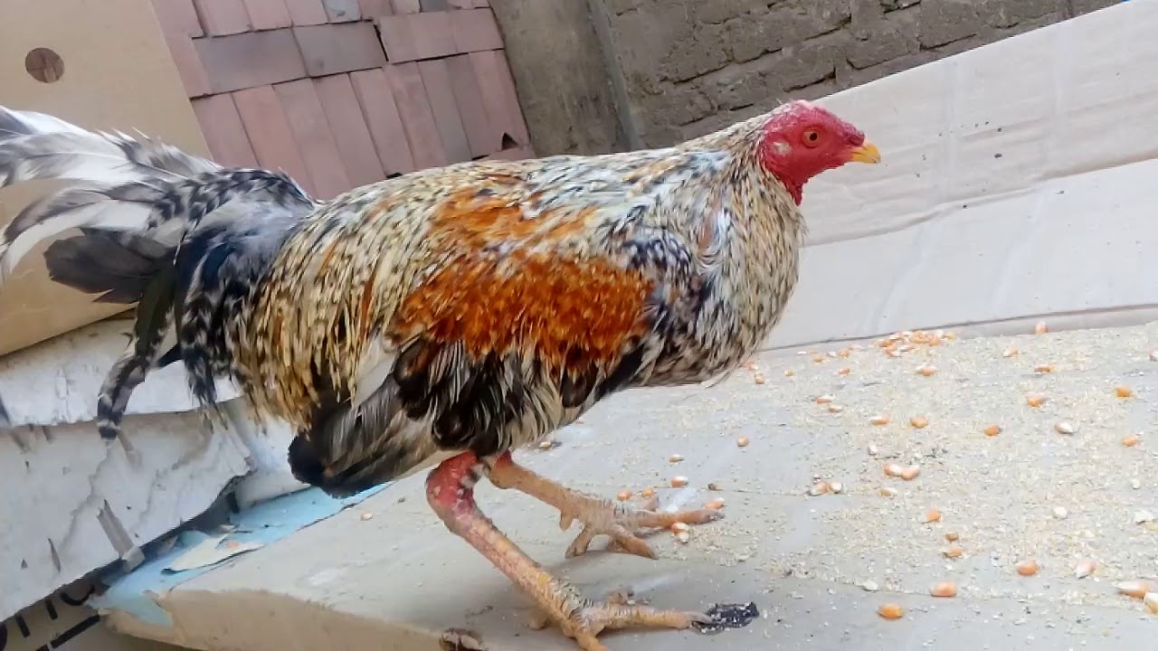 Bulico 12 meses - YouTube