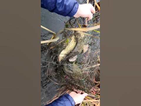 Лучшая снасть для ловли рыбы зимой! Верша, ятерь, морда. - YouTube