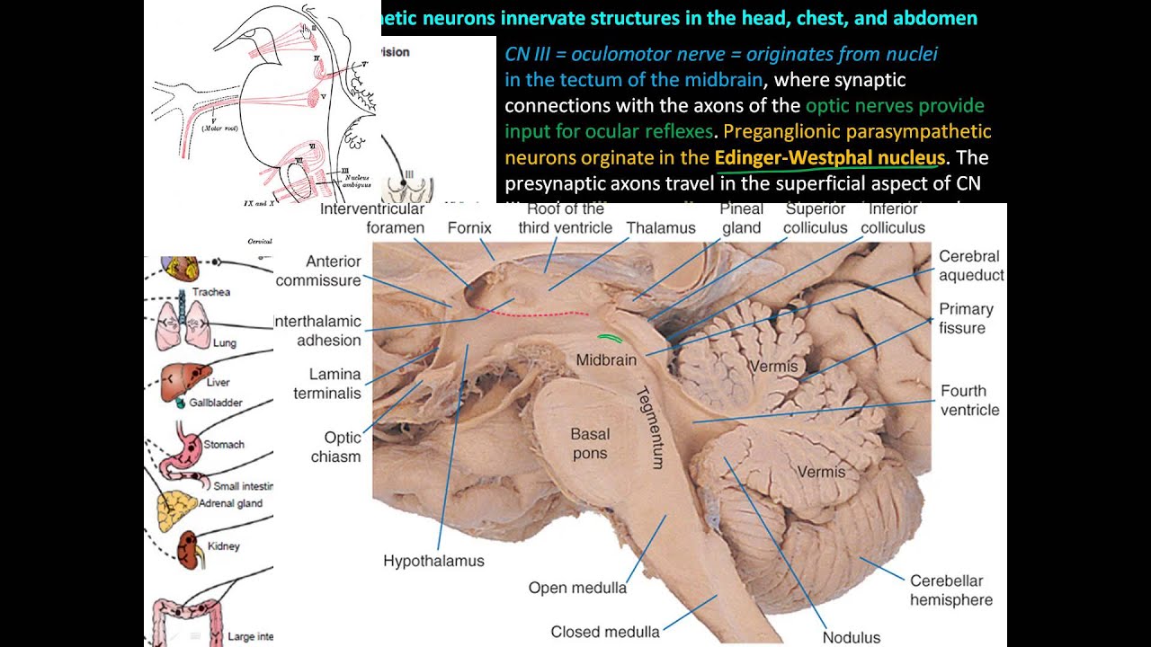 Parasympathetic division of the Autonomic Nervous System (ANS ...