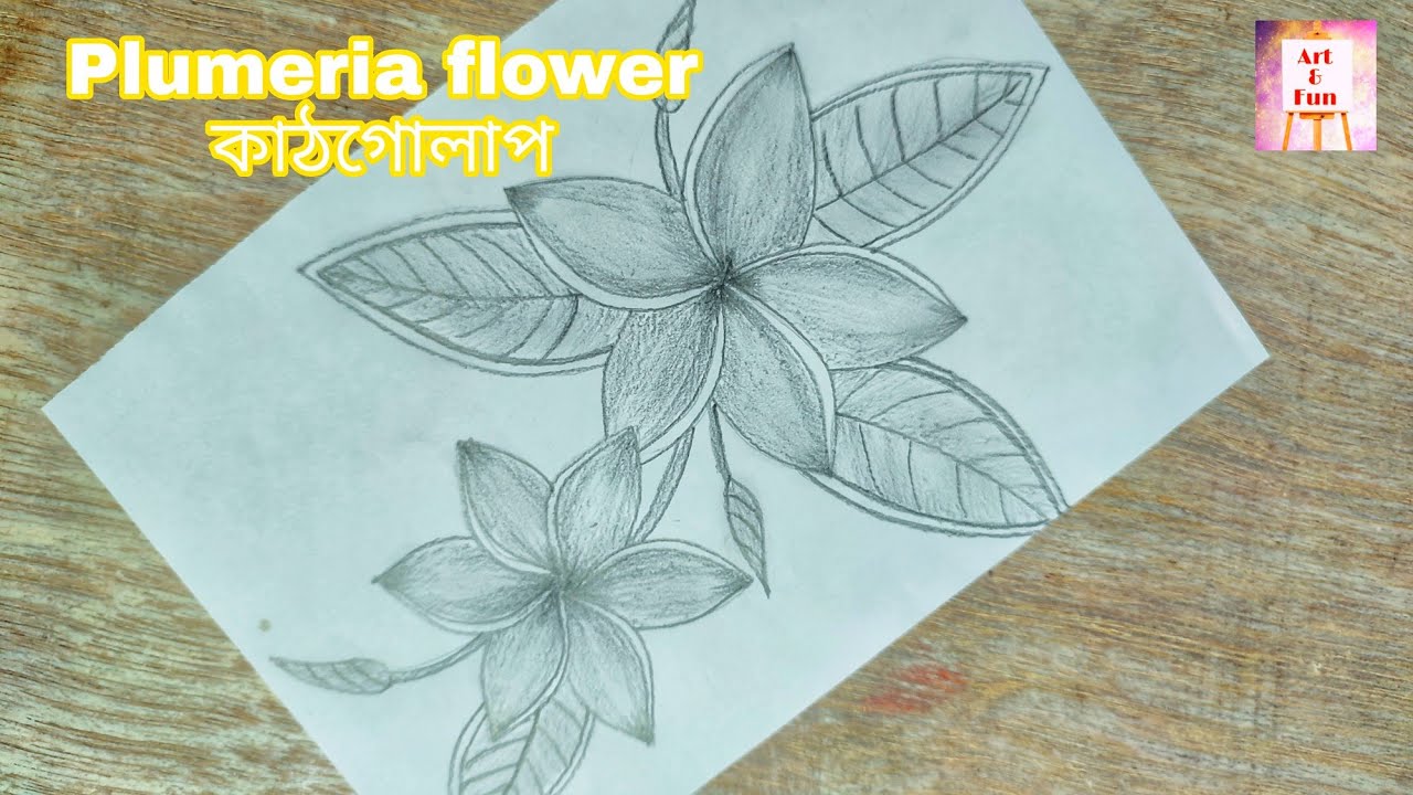 How to draw plumeria flower in pencil||Plumeria flower step by step ...